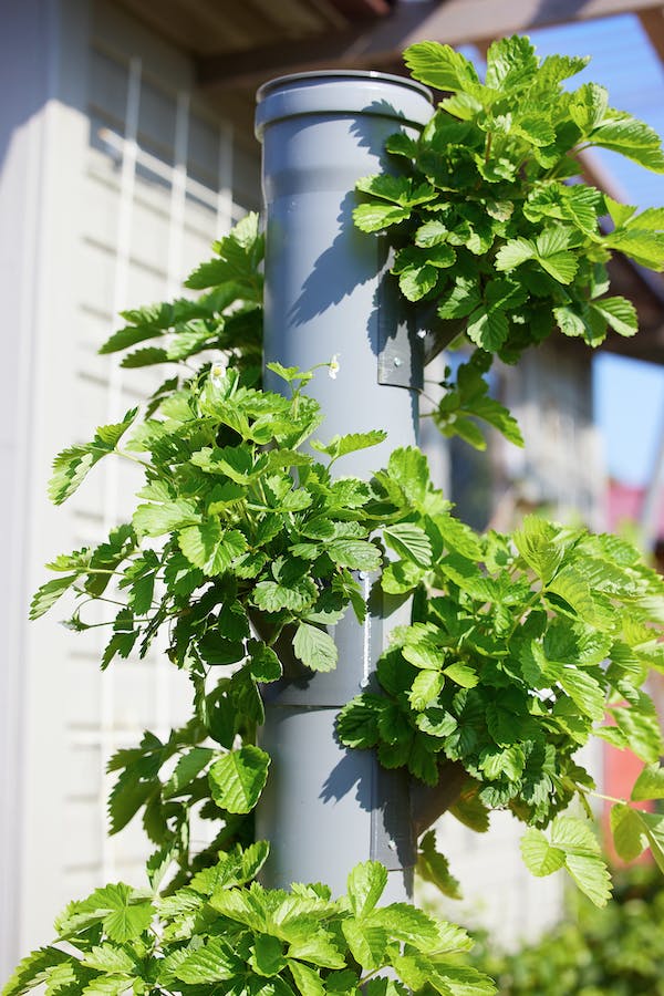Tower Garden Hydroponics Growing System - Smart Gardening Guru